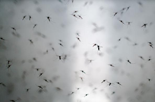 Wolbachia: A natural solution to fighting dengue in Bali | World ...